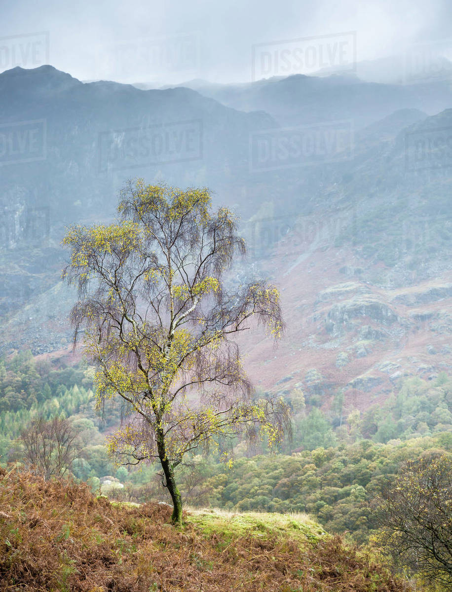 Lone tree, Grange, Lake District, Cumbria, England, United Kingdom ...
