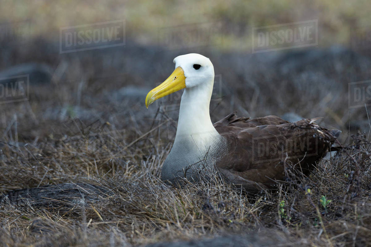 Portrait of a waved albatross (Diomedea irrorata) sitting on nest ...
