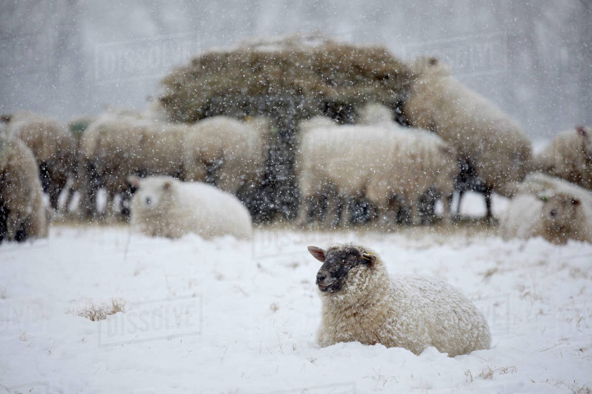 White sheep covered in snow lying down in snow and sheep eating hay ...