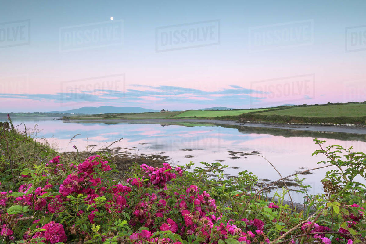Wild flowers in meadows by the sea, Cahersiveen, County Kerry, Munster ...