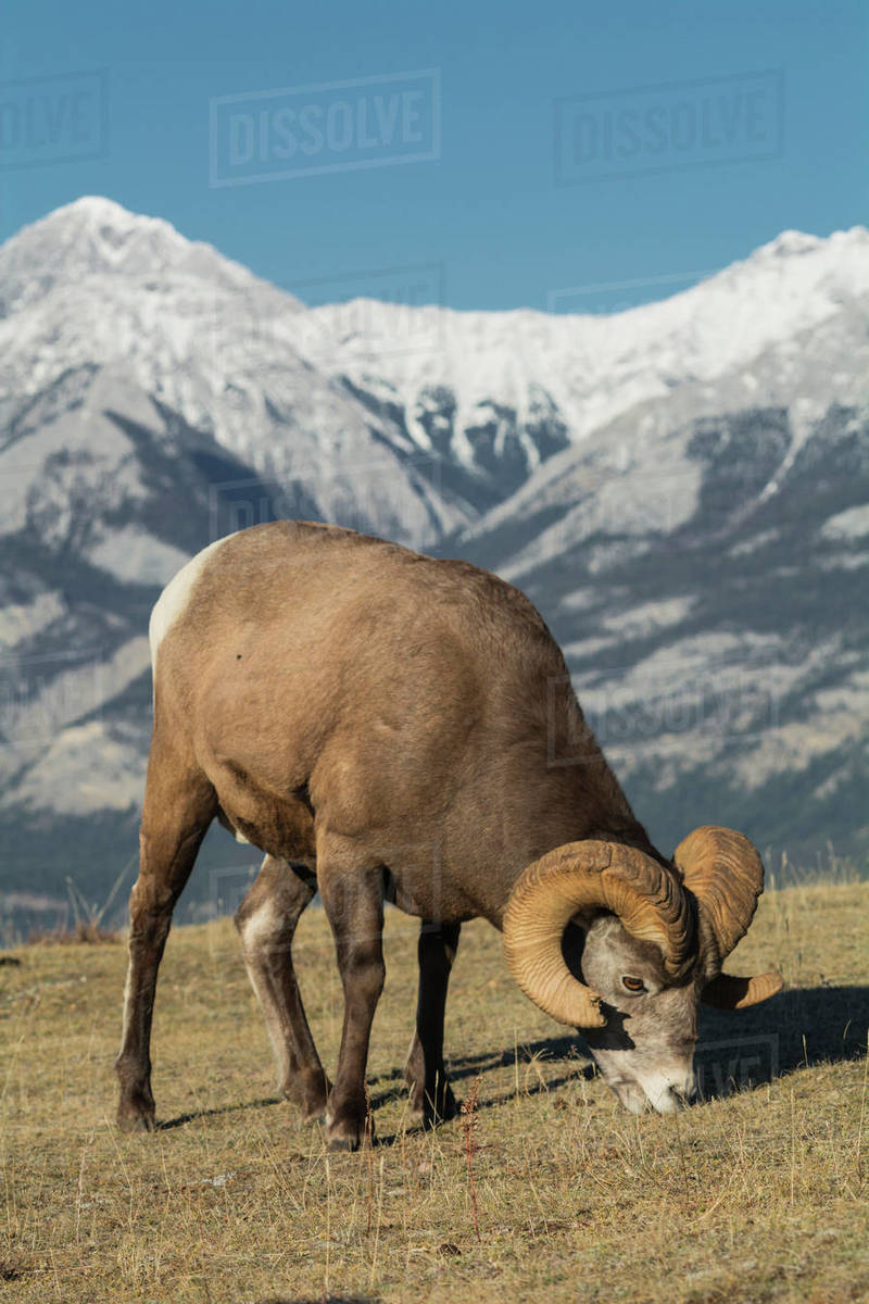 Rocky Mountain Bighorn Ram grazing with mountains in background (Ovis ...