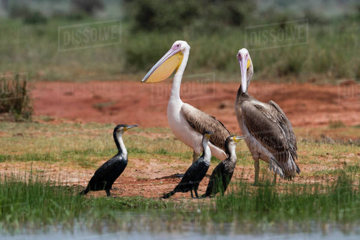 Great white pelican (Pelecanus onocrotalus), Tsavo, Kenya, East Africa ...