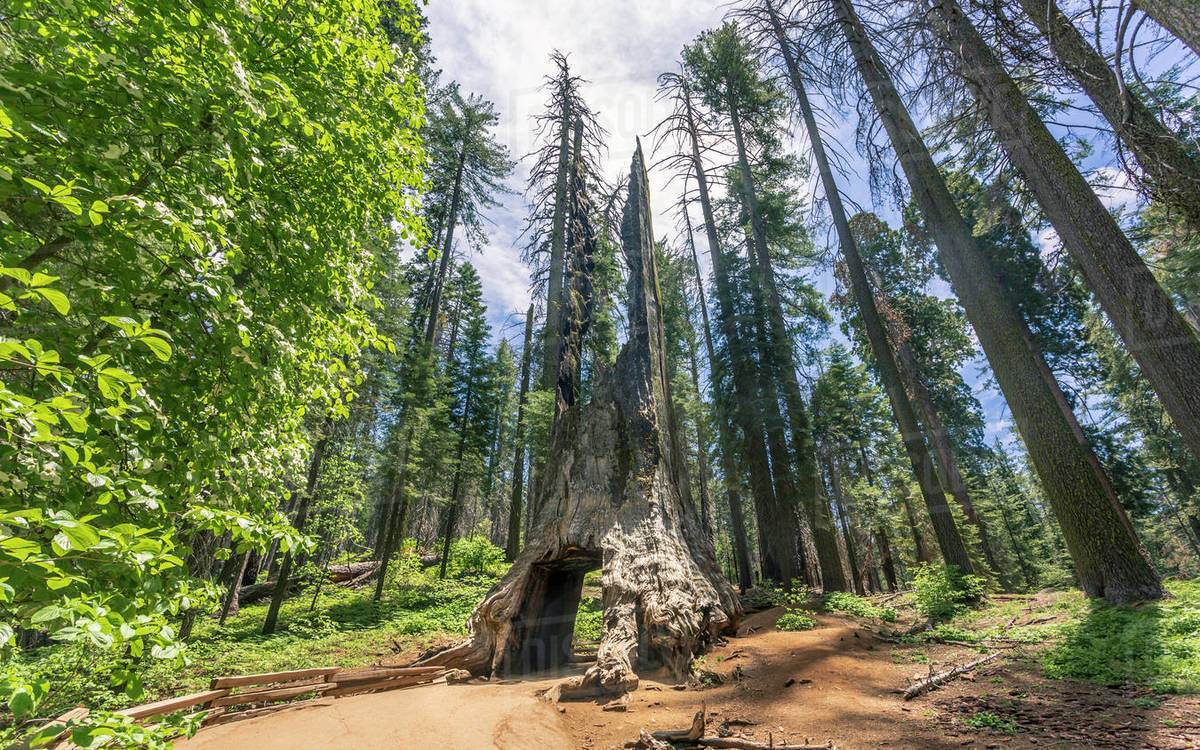 Tuolumne Grove of Giant Sequoias, Yosemite Valley, UNESCO World ...