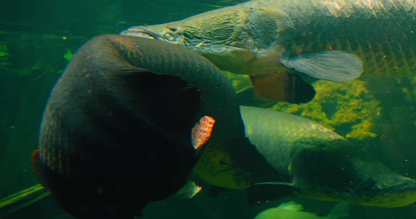 Arapaima gigas or pirarucu fish swimming in pond. It carnivore native ...