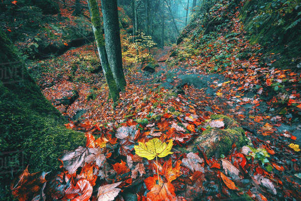Hiking path trail through the beautiful autumn mysterious forest in ...