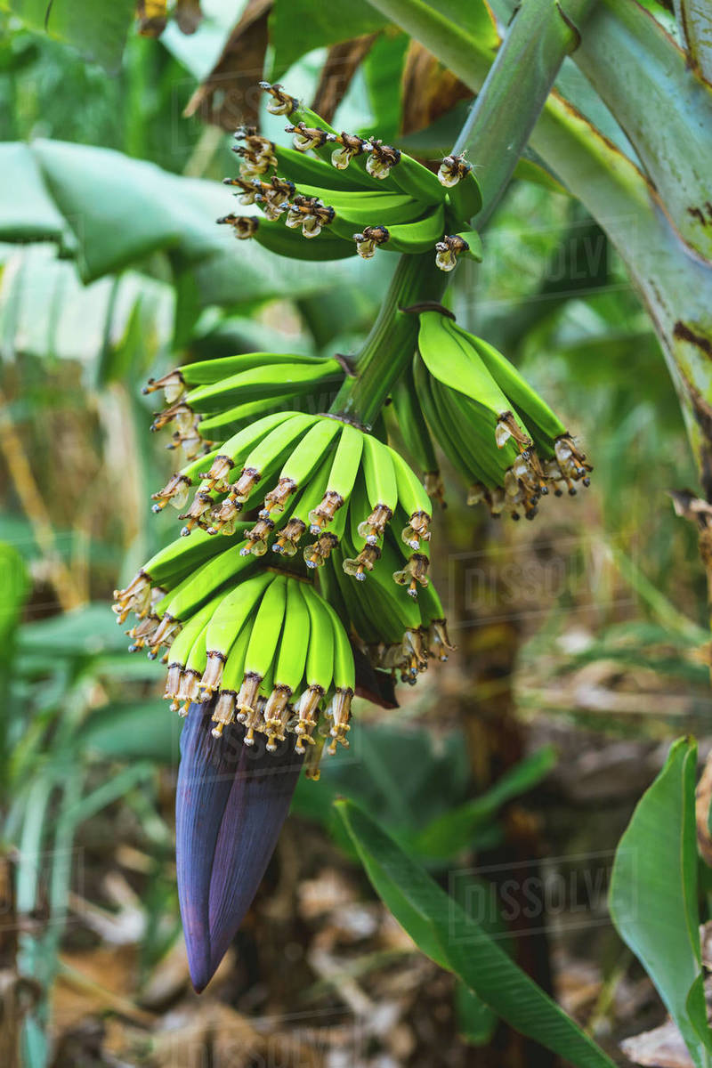 Banana fruits on the way a Paul valley on Santo Antao, Cape Verde ...