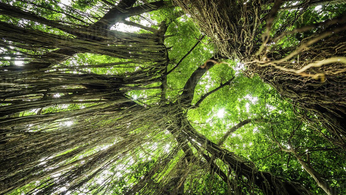 Tropical jungle roots hanging down from the huge tree at the Sacred ...