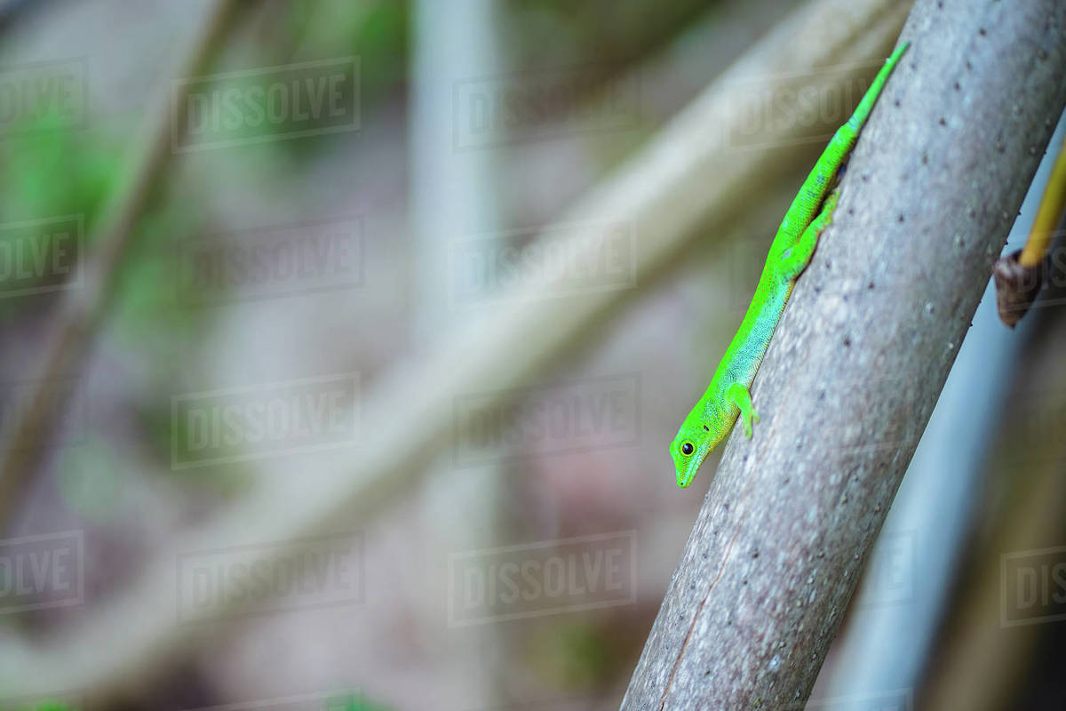 Tropical green neon Lizard Geco on palm trunk on La Digue island ...