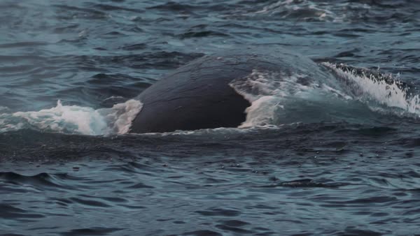 The massive back of a humpback whale appeared from the water. After a ...