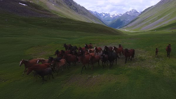 Baikal Territory Buryatia unique wild horses large herd run across ...