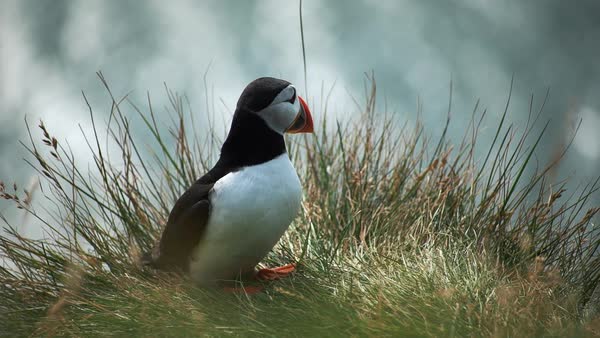 Portrait of a northern puffin sitting on the grass near to the sea ...