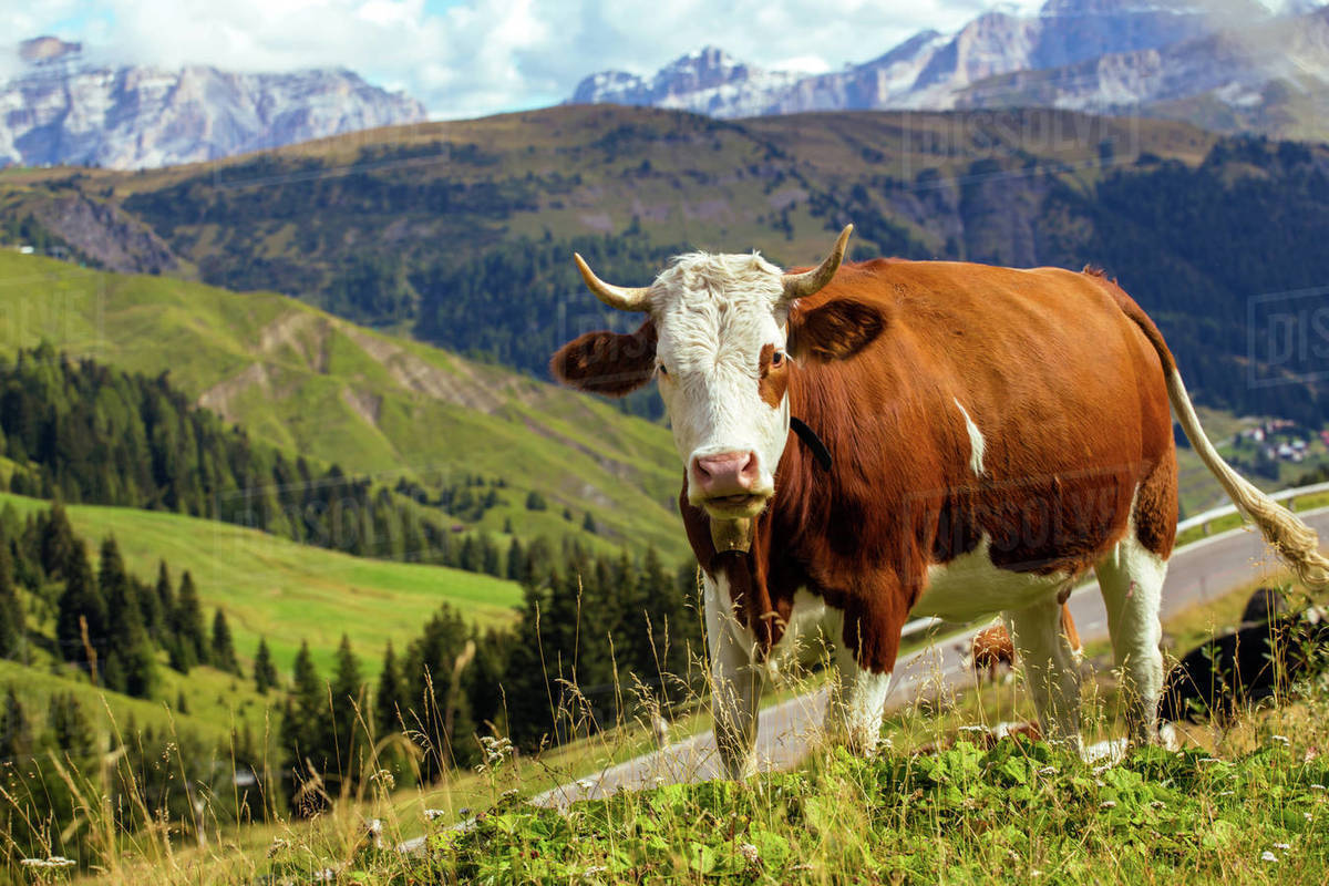 Group of italian cows on a pasture. mountains Dolomites, Italy ...