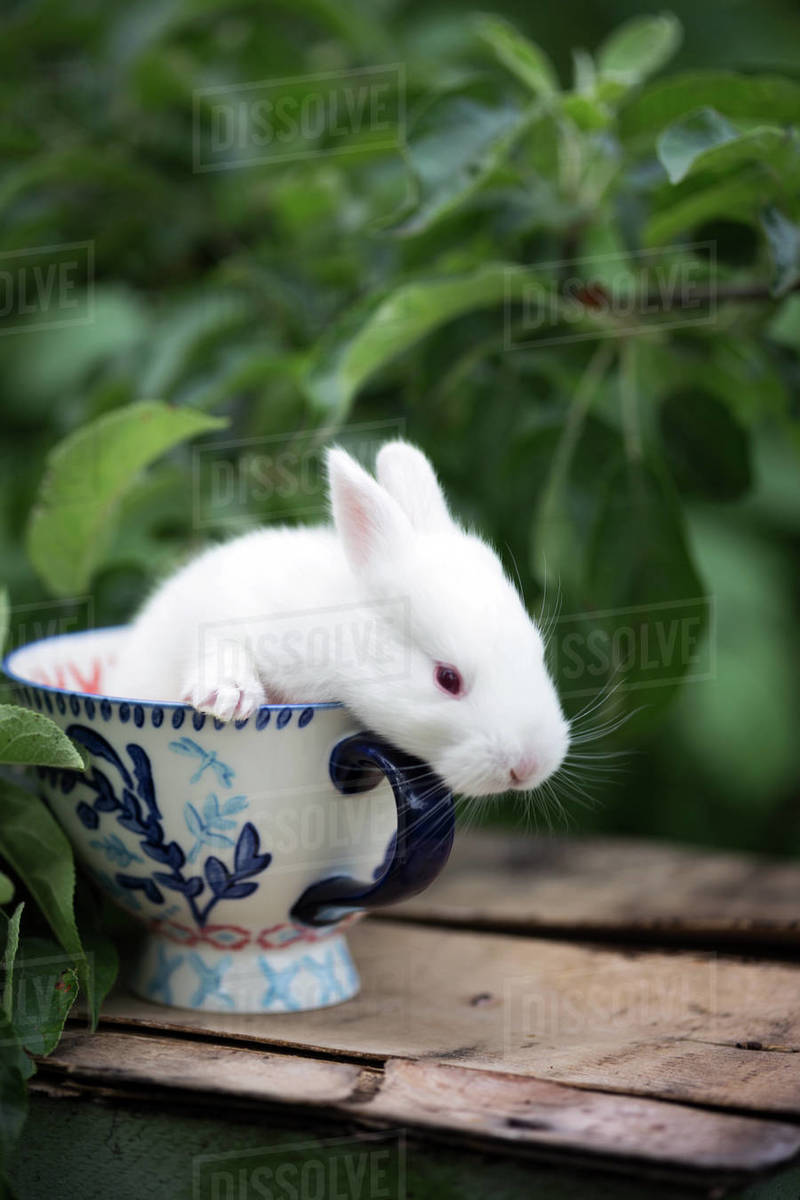 Little beautiful white rabbit at the cup in the garden - Royalty-free ...