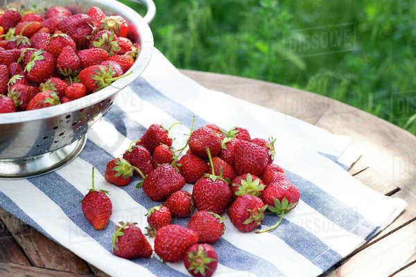 Colander with strawberries in the garden. tasty and healthy summer ...