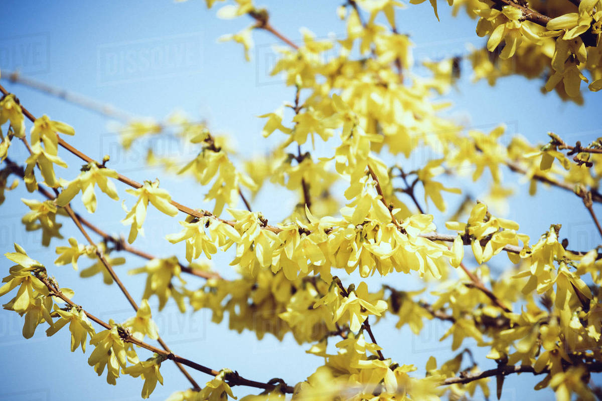 beautiful flowering bush Forsythia europaea. spring. floral background ...