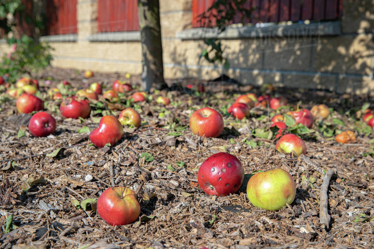 Rotten apples background. Red apples fell from tree on ground in garden ...