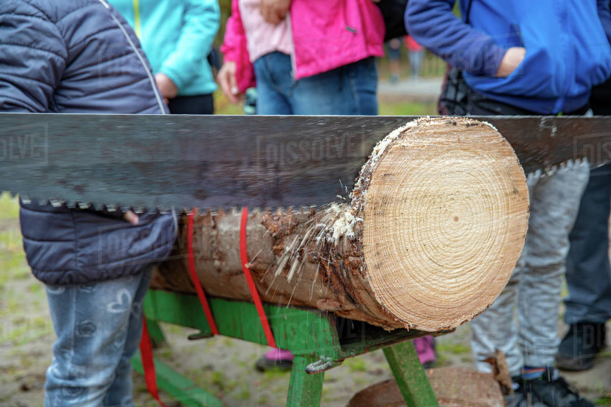 sawing logs with a two-handed saw in the woods for logging. - Stock ...