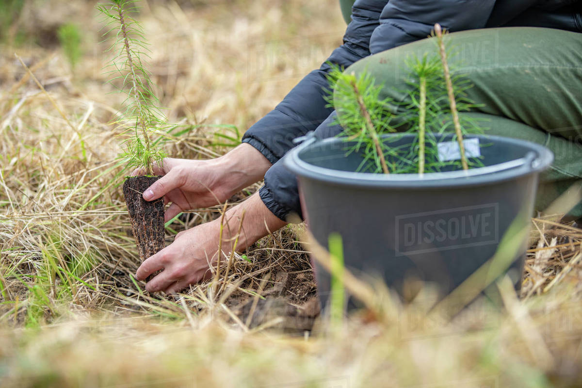 Planting young trees in the forest after devastating blaze and drought ...