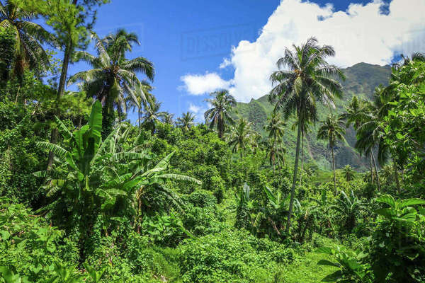 Moorea island jungle and mountains landscape view. French Polynesia ...