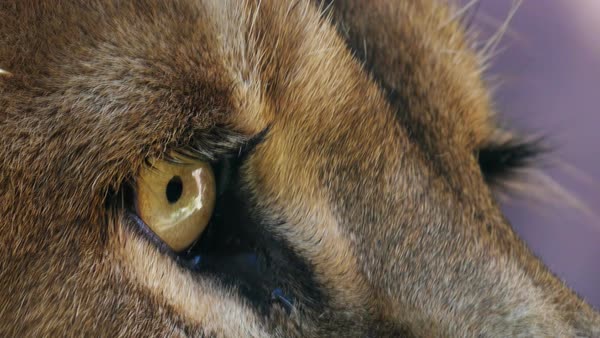 Lion's eye closeup - HD Royalty-free Stock Video Footage | Dissolve