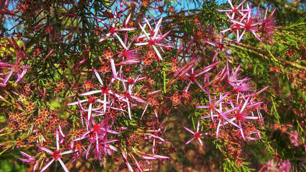 close up of the pretty pink flowers on a turkey bush, Calytrix ...