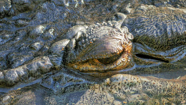 extreme close up of a large saltwater crocodile opening its eye ...