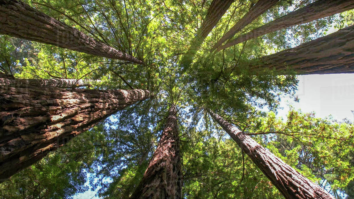 looking up into the canopy of coastal redwood trees at muir woods ...