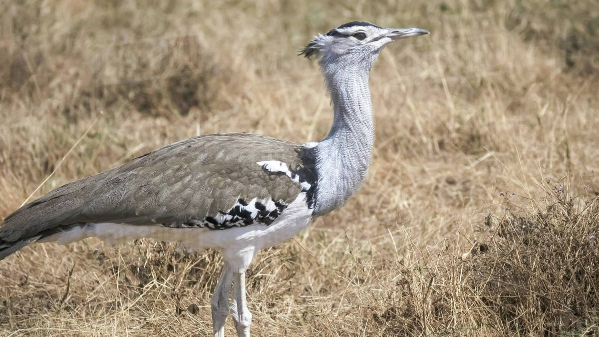 Close up shot of a kori bustard bird at ngorongoro crater in tanzania ...