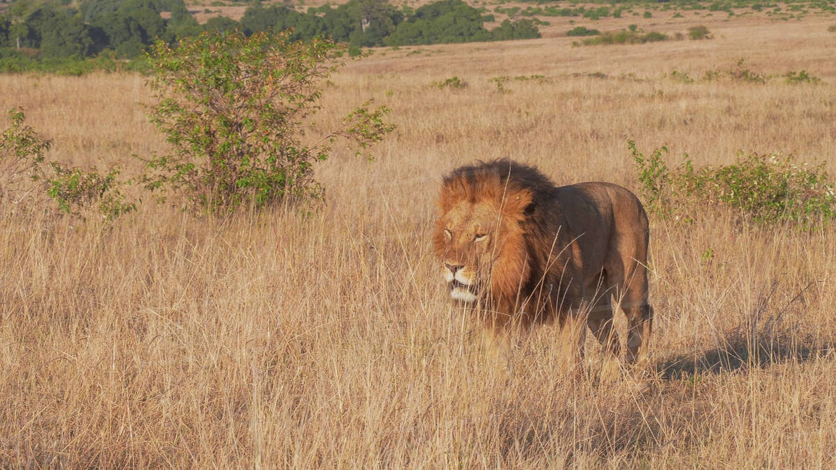 close view of a male lion approaching at masai mara national reserve in ...