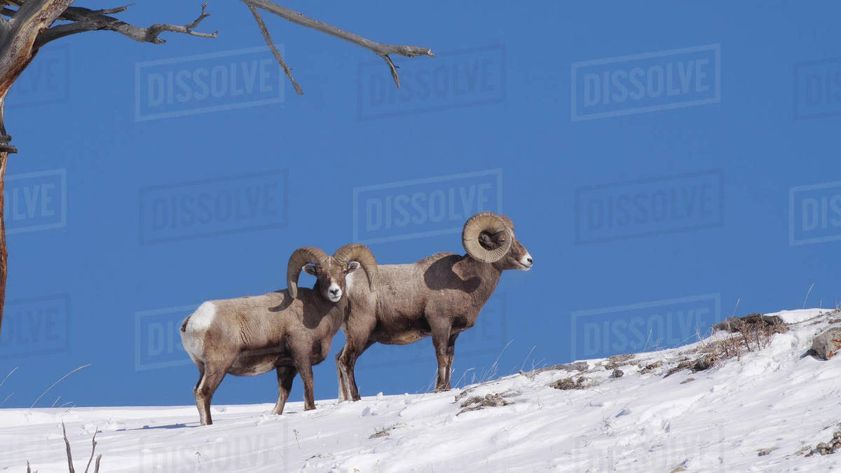 side view of two bighorn sheep rams at yellowstone national park on a ...