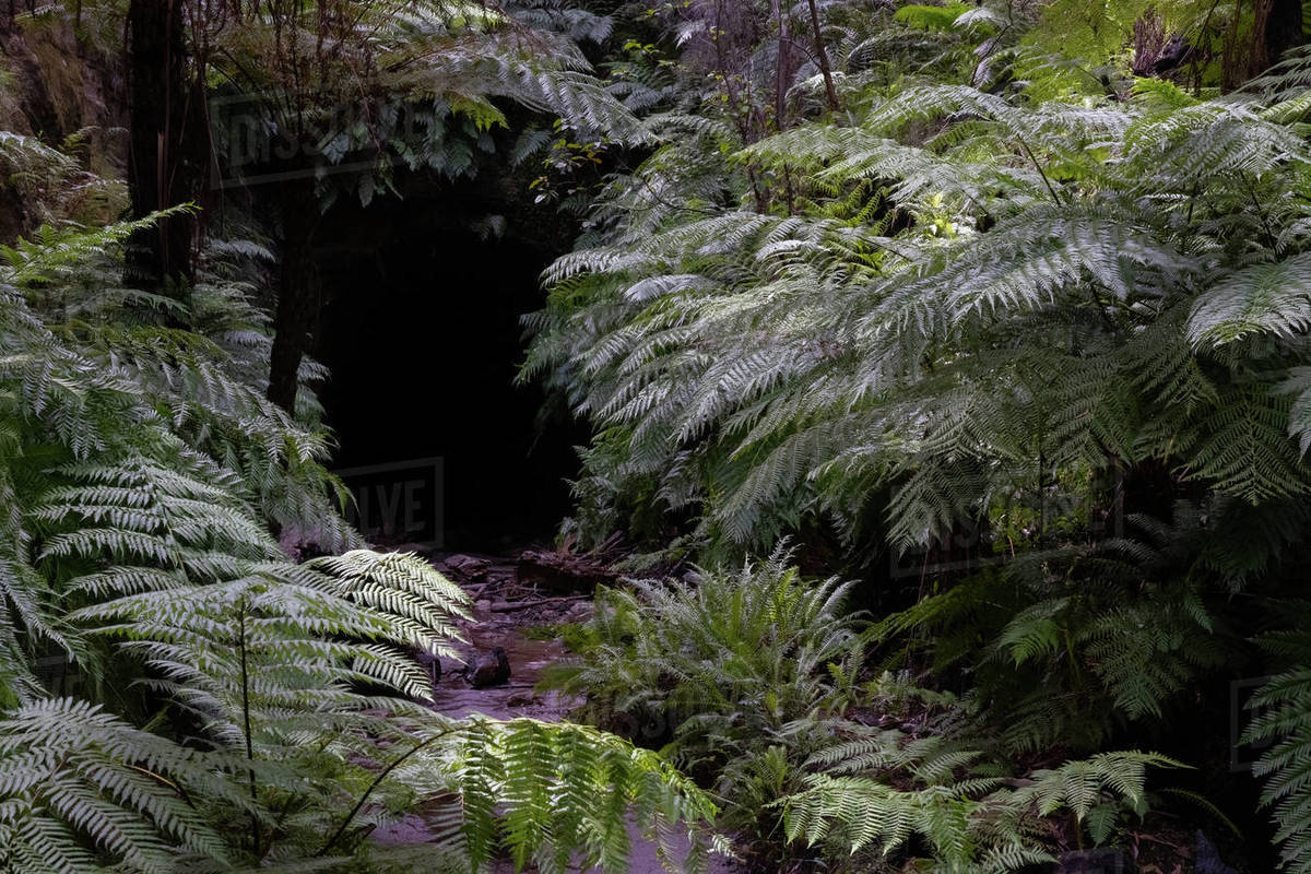glow worm tunnel entrance near lithgow in nsw, australia - Stock Photo ...