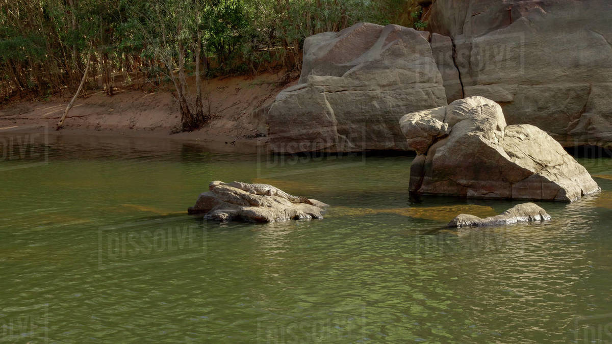 a freshwater crocodile sunning itself on a rock at katherine gorge of ...