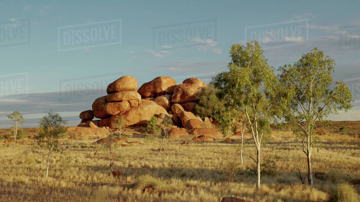 devil's marbles and eucalyptus trees at sunset in the northern ...