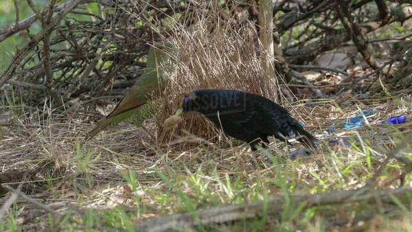 a male satin bowerbird picking up an object to show a female at his ...