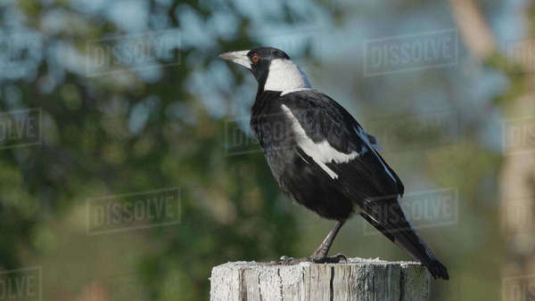 close up of an australian magpie on a fence post at a nature reserve on ...