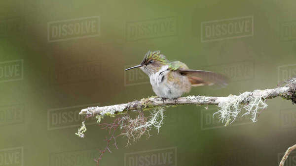 female volcano hummingbird flapping its wings while perched on a branch ...