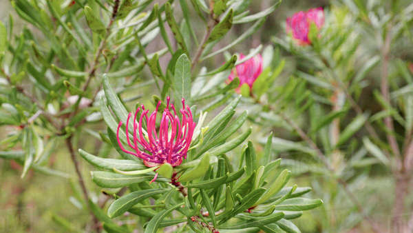 a red tasmanian waratah flower at cradle mountain national park in ...