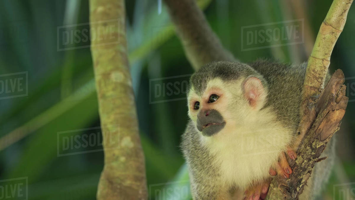 a close up shot of a squirrel monkey in a tree at manuel antonio ...