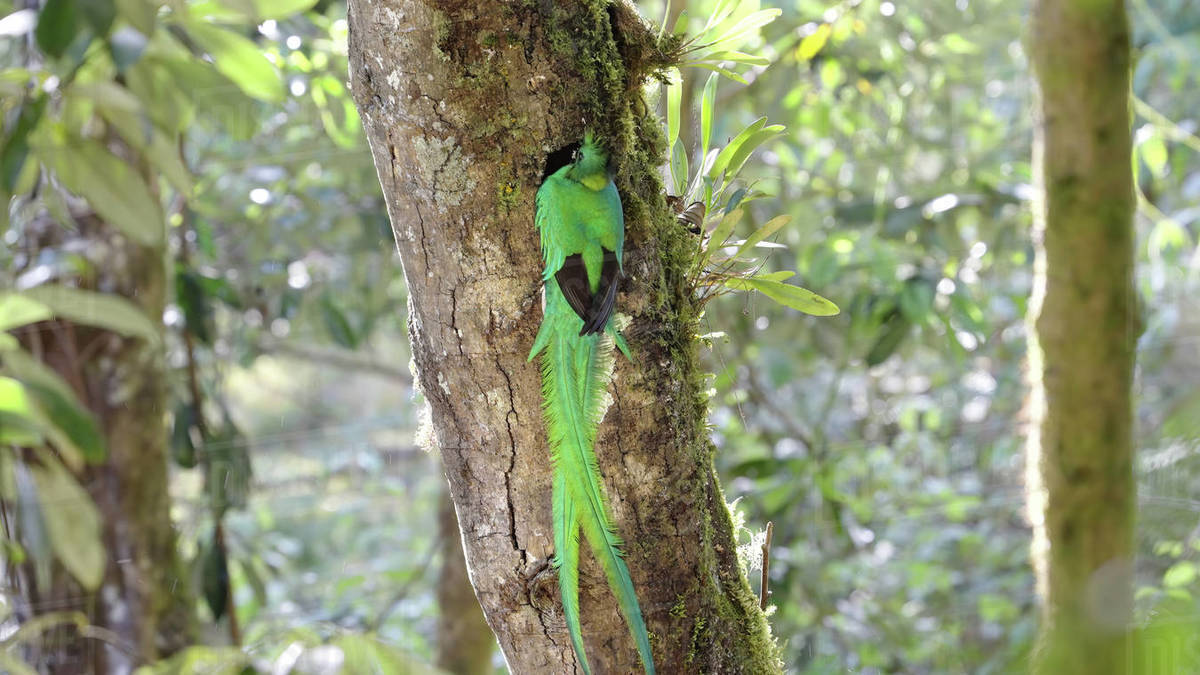 a male resplendent quetzal pauses building a nest hollow in a dead tree ...