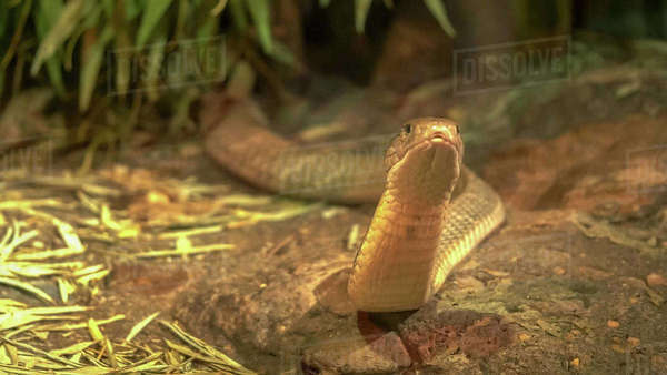 close up of a king cobra with its head raised up and looking around ...