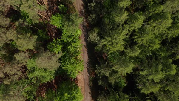 Overhead Drone Top Down View of a Dirt Hiking Trail Path in Rich Green ...