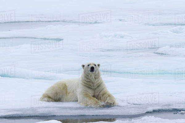 Norway, Svalbard. Polar bear lying on snow next to water. - Royalty ...