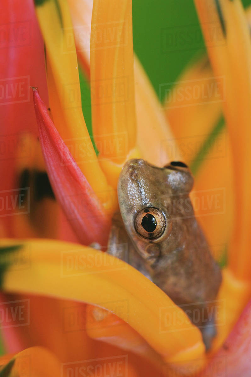 Emerald Glass Frog, Centrolene prosoblepon, adult in Heliconia Flower ...