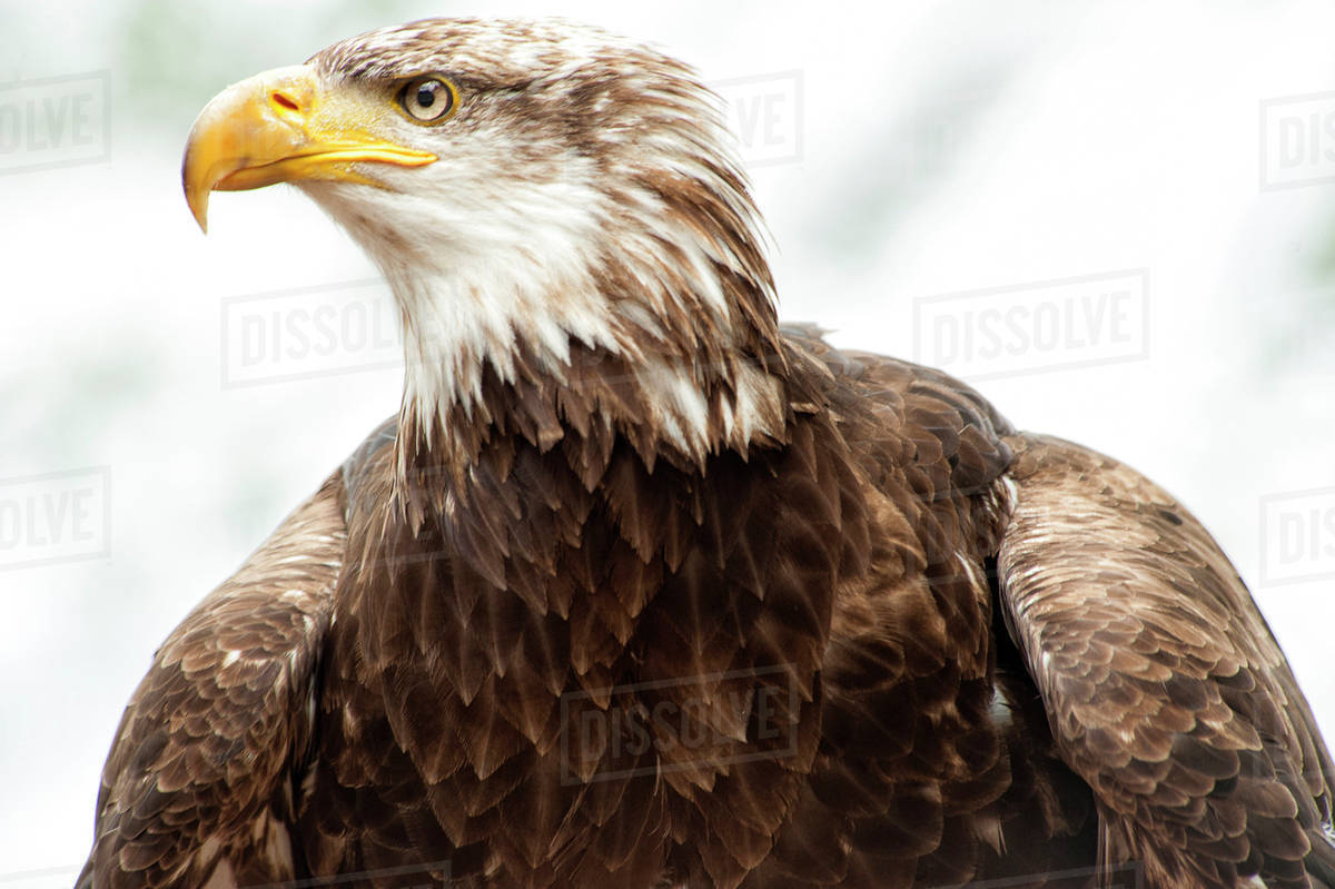 Eagle portrait - Royalty-free Stock Photo | Dissolve