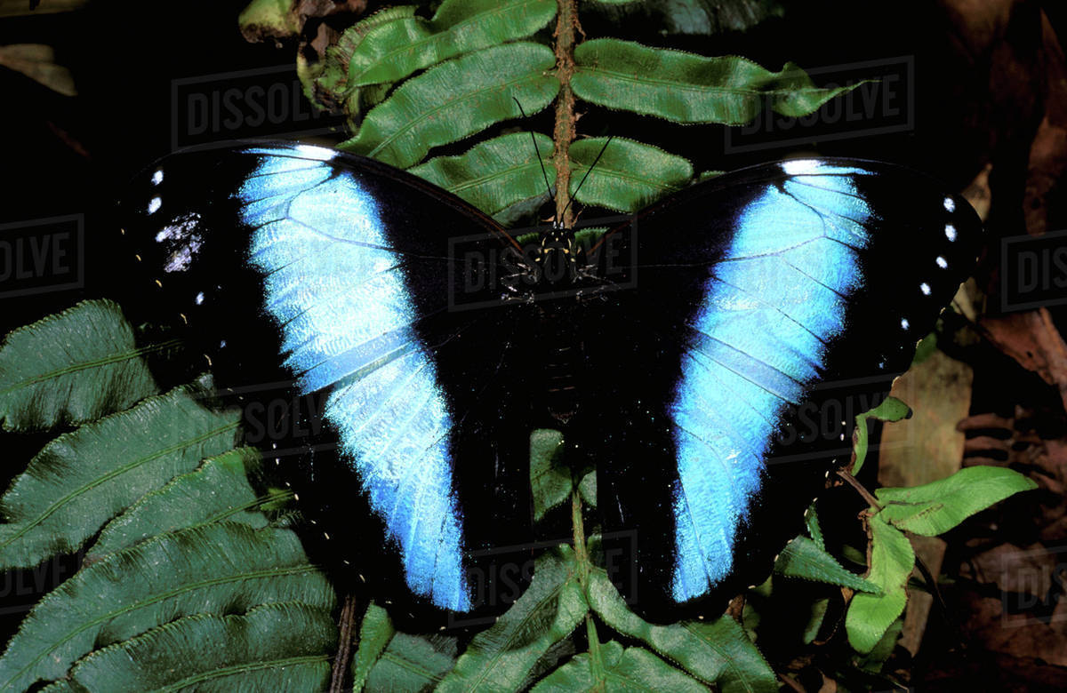 South America, Ecuador, Rain forest. Morpho butterfly (Morpho achilles ...