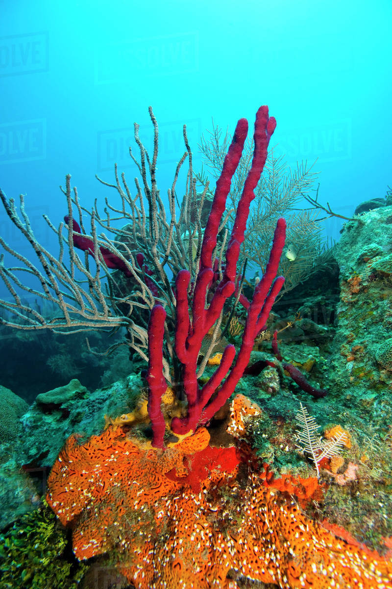 Colorful red sponges, Roatan marine park Caribbean Scuba Diving, Roatan ...