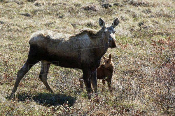 Alaskan Cow Moose with Calf - Royalty-free Stock Photo | Dissolve