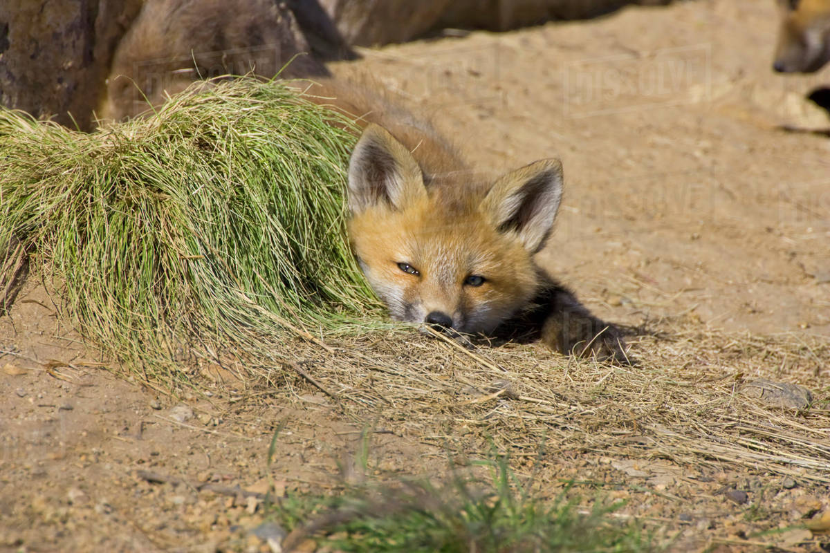 USA, Colorado, Breckenridge. Alert red fox kit. - Royalty-free Stock ...