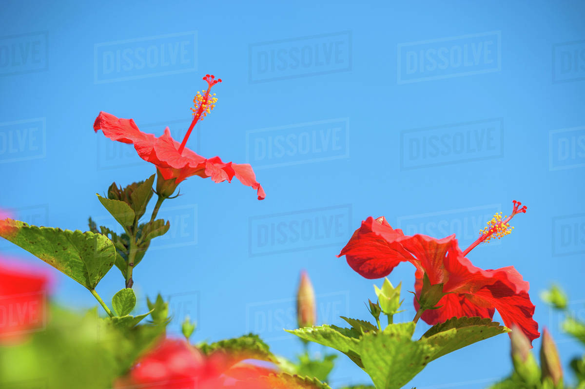 USA, Florida, New Smyrna Beach, red Hibiscus. - Stock Photo - Dissolve