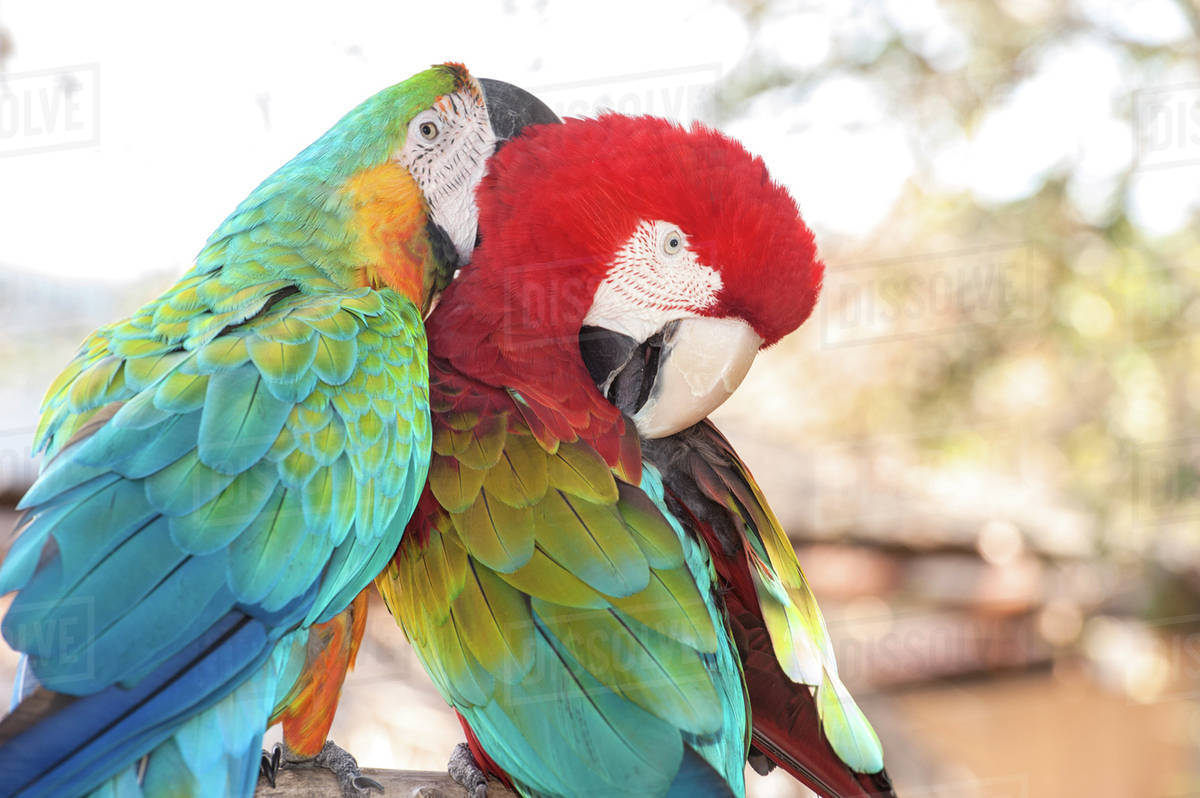 USA, Florida, Orlando, Blue-and-Yellow Macaw and Scarlett Macaw ...